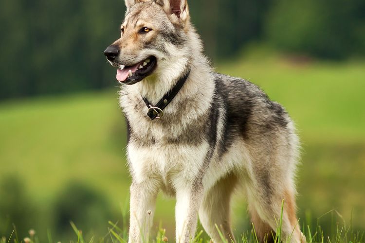 9 Fakta Menarik Wolfdog, Hasil Persilangan Anjing dan Serigala
