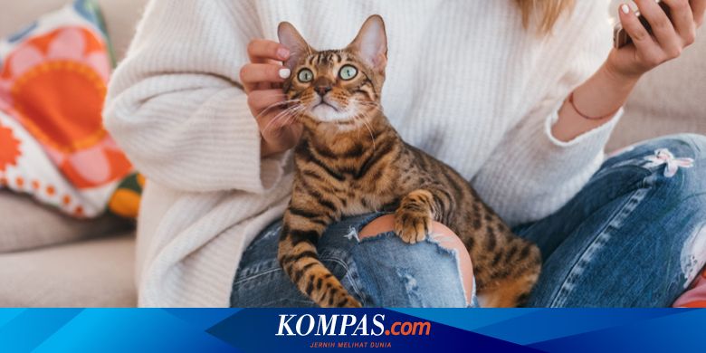 Perbandingan Usia Kucing dan Manusia, Apakah Berbeda?