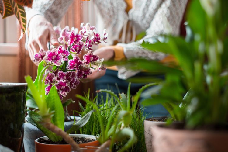 Cara Menanam Anggrek di Air