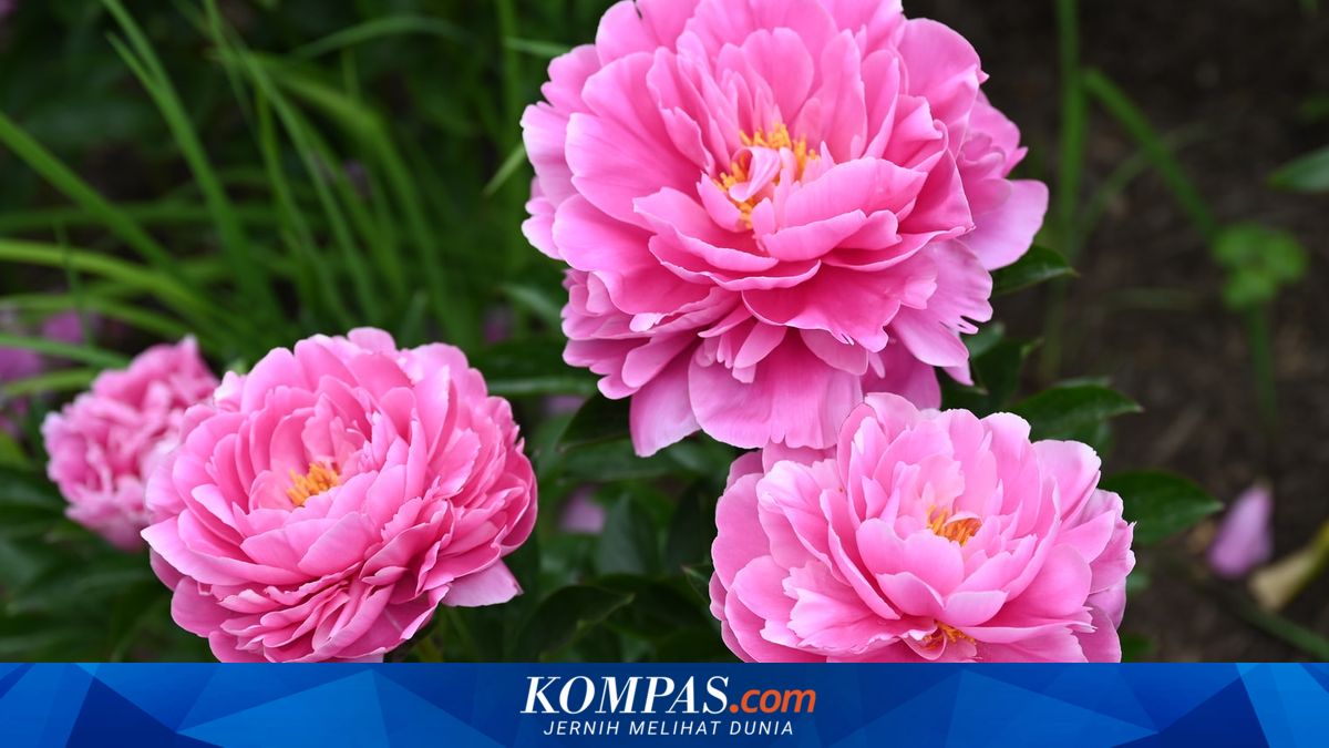 5 Fakta Menarik Bunga Peony yang Penuh Sejarah dan Manfaat