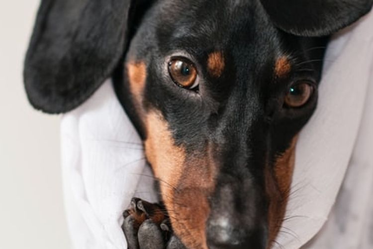 Berkenalan dengan Ras Anjing Mini Dachshund yang Mungil dan Penyayang