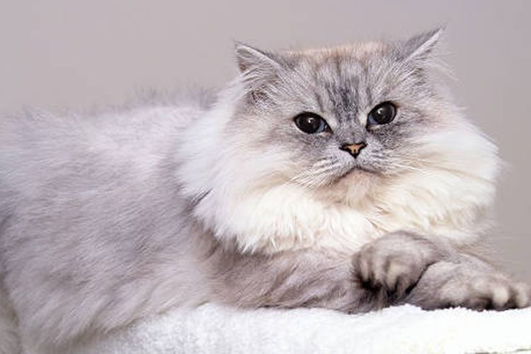 Bagaimana Cara Mengetahui Ras Kucing Peliharaan Anda? Berikut Penjelasannya