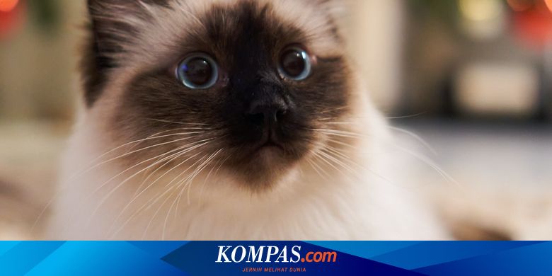 7 Jenis Kucing Paling Ramah, Bikin Gemas