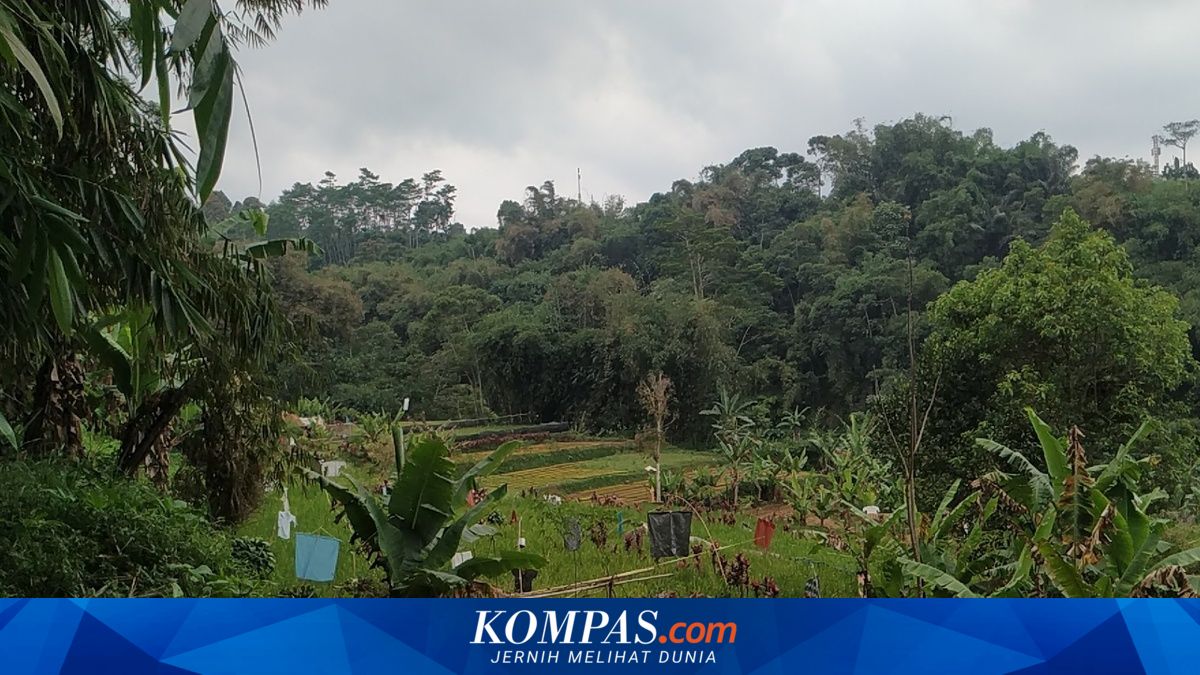 Gerombolan Monyet Masuk Permukiman di Desa Pinggiran Hutan Gede ...