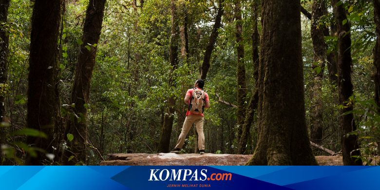 Tersesat di Hutan Saat Pendakian? Ini yang Harus Dilakukan...