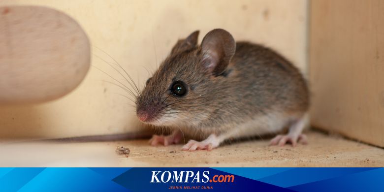 7 Tanda Adanya Tikus di Rumah yang Perlu Diketahui