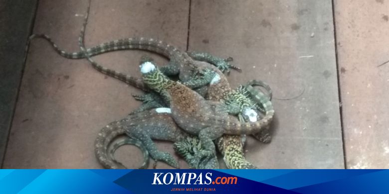 11 Telur Komodo Menetas di Kebun Binatang Surabaya
