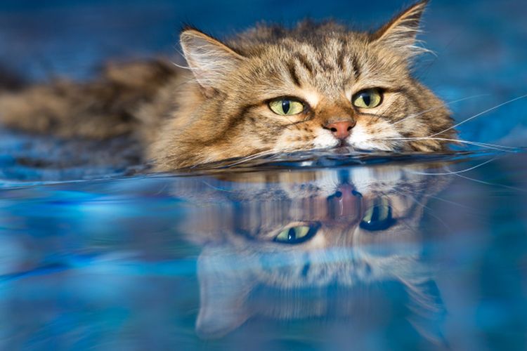 6 Ras Kucing yang Tidak Takut Air dan Bisa Berenang