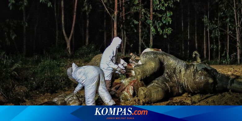 Gajah Liar Hamil Ditemukan Mati di Areal Perusahaan di Riau, Mulut dan ...
