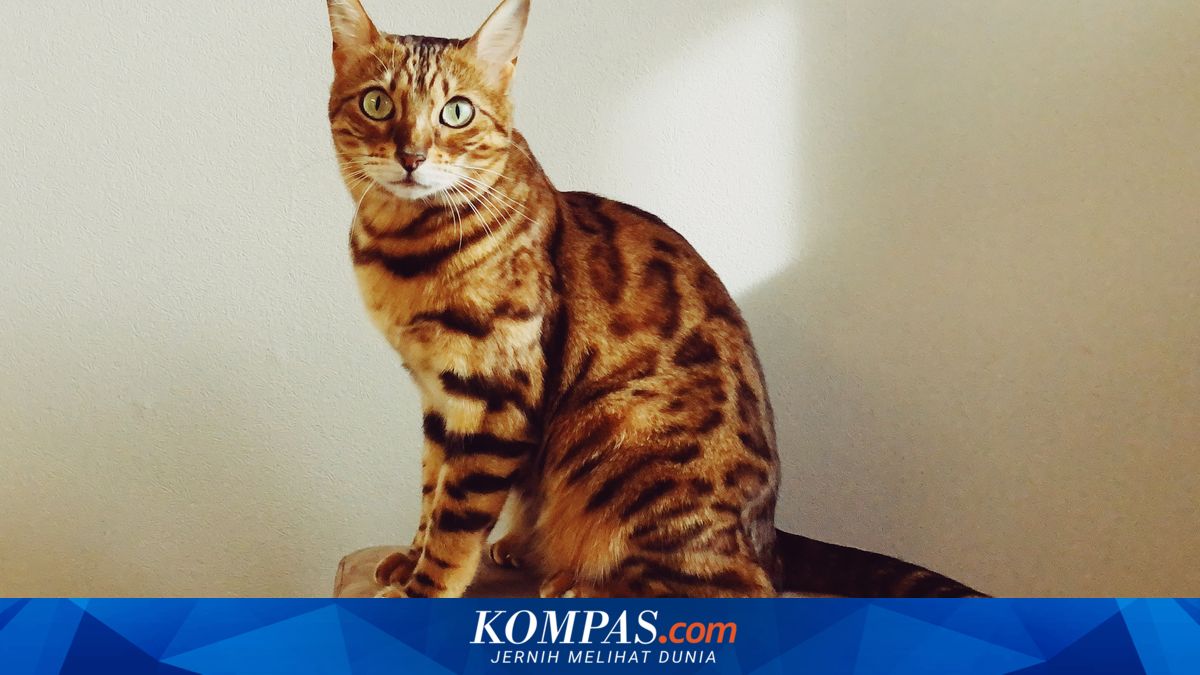 5 Jenis Kucing Termahal di Dunia Tahun 2022, Apa Saja?