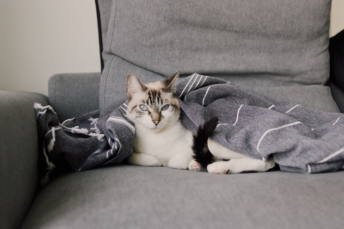 3 Penyakit yang Rentan Menyerang Kucing Saat Musim Hujan