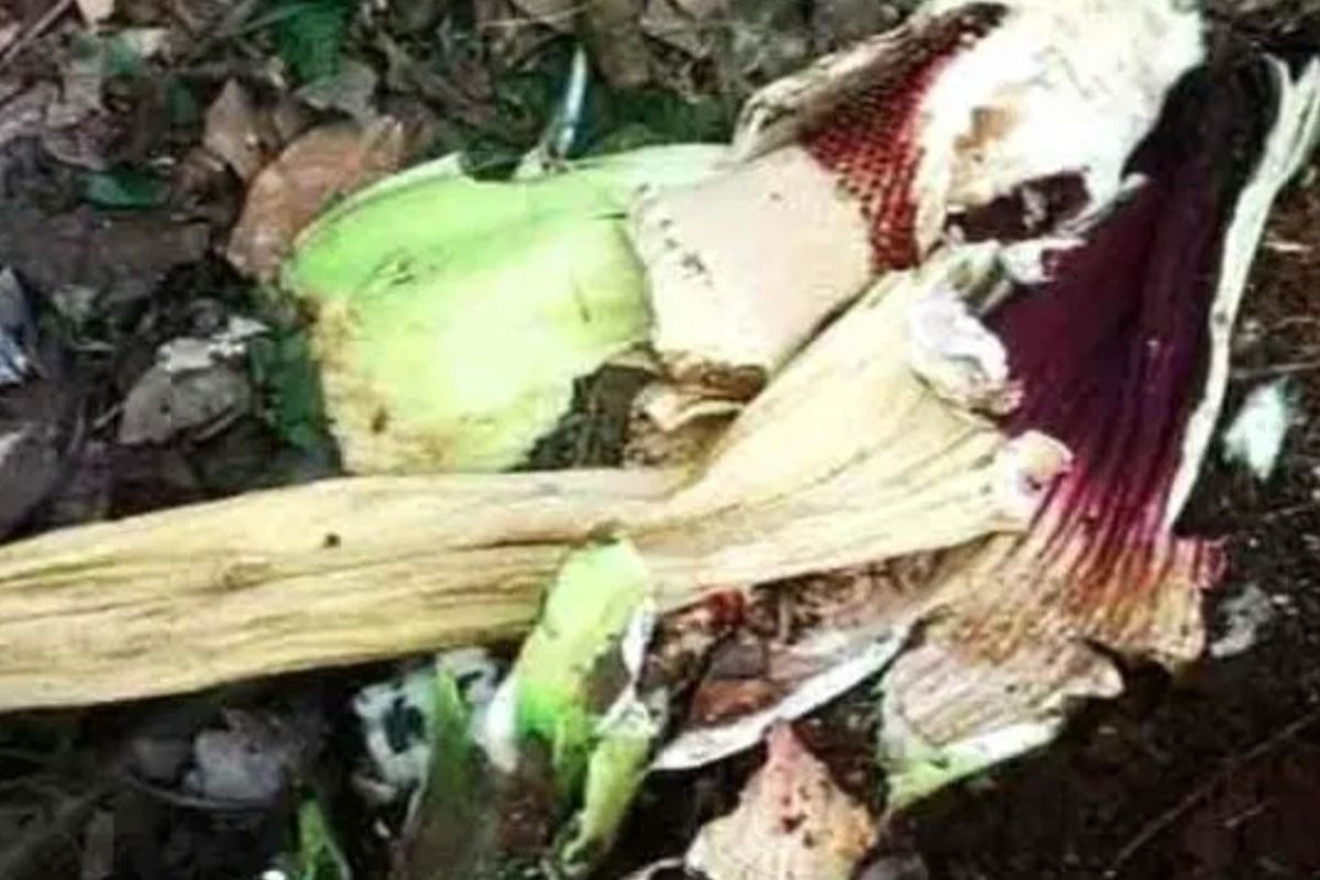 Fakta Bunga Langka Mati Diduga Dirusak, Polisi: Setelah Diberi Tahu ...