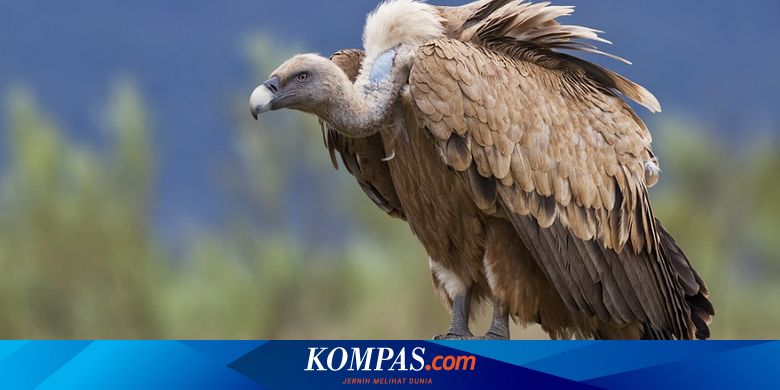 Diduga Racuni Burung Nasar, Pria Israel Ditahan
