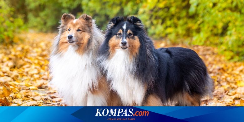 6 Penyebab Anjing Bersin-bersin dan Cara Mencegahnya