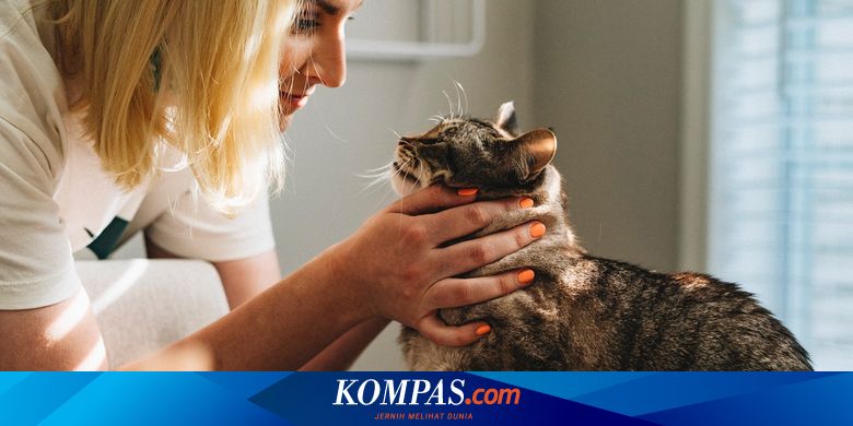Pemilik Harus Tahu, Kenali dan Waspadai Gejala FLUTD pada Kucing