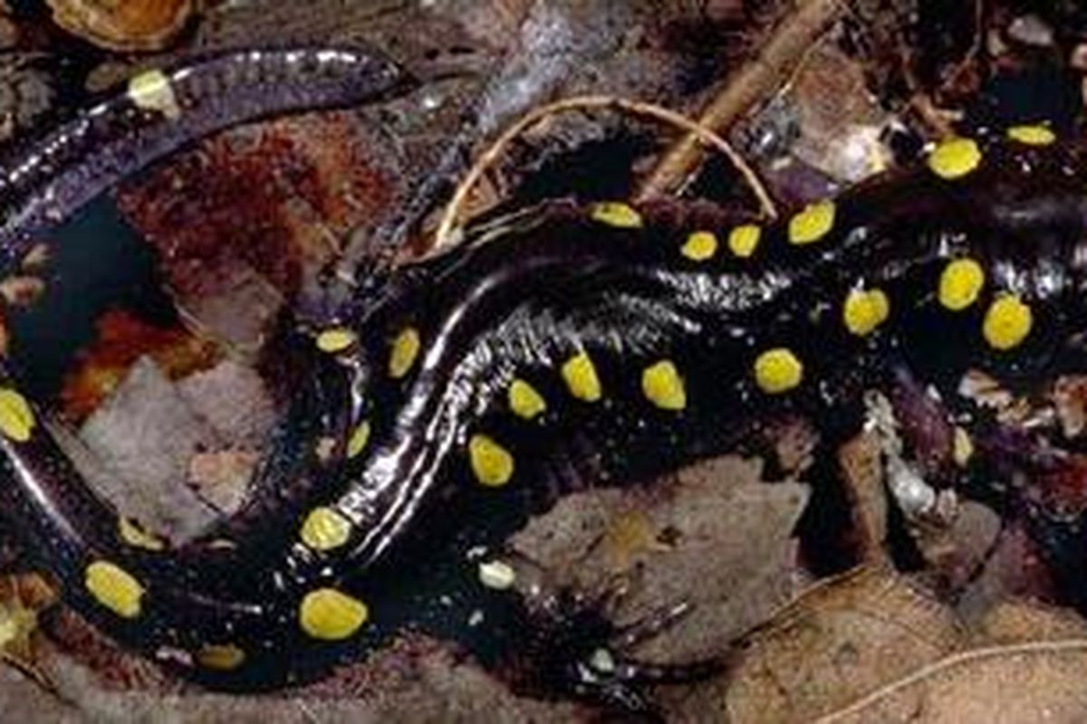 Unik, Salamander Ini Hidup dengan Tenaga Surya