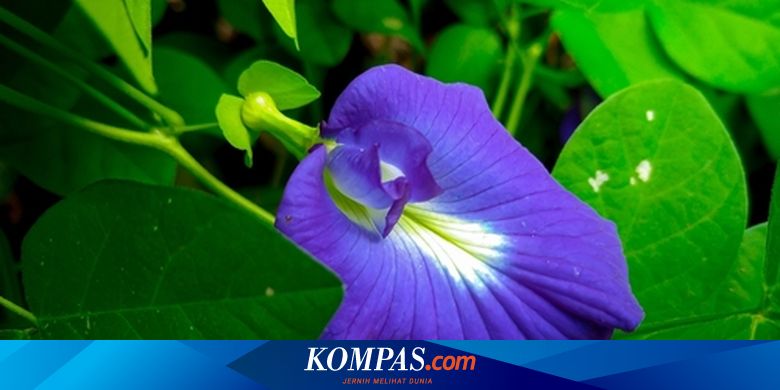 9 Khasiat Bunga Telang untuk Kesehatan, Apa Saja?