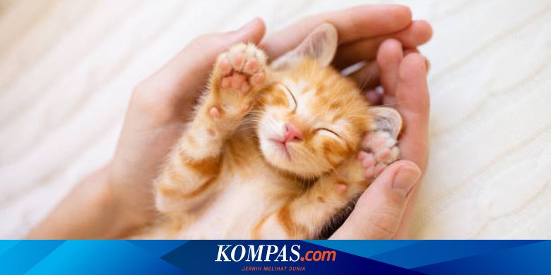 Waspada, Ini 9 Penyebab Fading Kitten Syndrome pada Anak Kucing