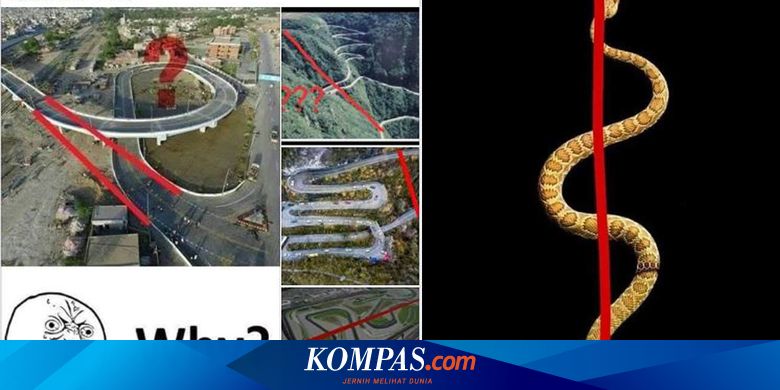 Jangan Salah, Ular Bisa Berjalan Lurus Seperti Kereta