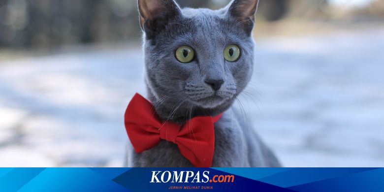 5 Fakta Menarik Kucing Russian Blue, Berbulu Abu-abu dan Mata Hijau