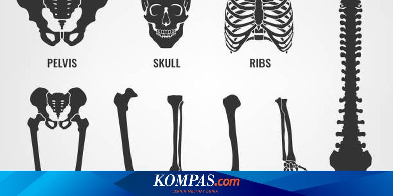 Mengenai Struktur Tulang pada Tubuh Manusia, Berikut Jenis dan Fungsinya