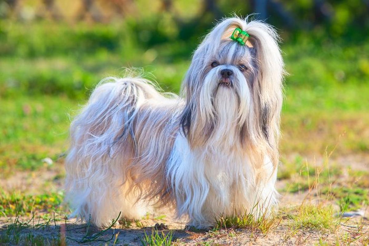 8 Ras Anjing yang Cocok Tinggal di Apartemen dan Rumah Kecil