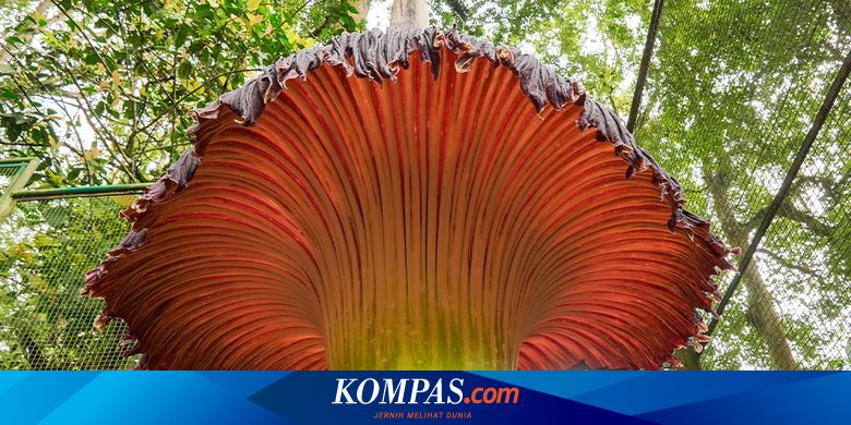 Bunga Bangkai Raksasa Mekar Sempurna di Kebun Raya Cibodas