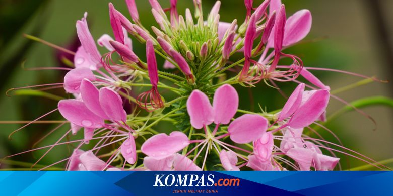 6 Tanaman Hias Bunga yang Mudah Dirawat di Rumah