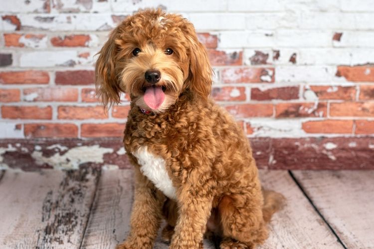 7 Fakta Menarik Anjing Goldendoodle, Campuran Golden dan Pudel