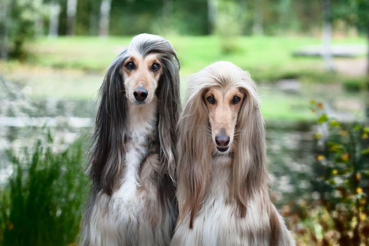 Foto : 7 Ras Anjing Berhidung Panjang yang Menawan dan Penjaga Terbaik