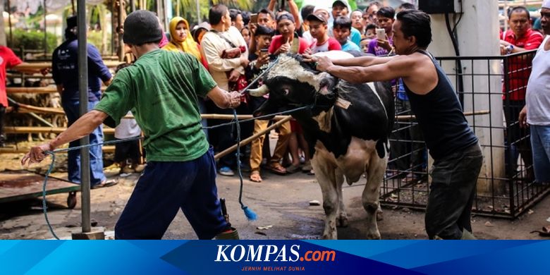Memahami Perilaku Sapi, Kenapa Tiba-tiba Mengamuk? Ini Penjelasan ...
