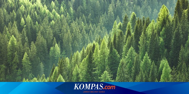 Guru Besar IPB: Hutan Indonesia Susut hingga 20 Persen di 2025