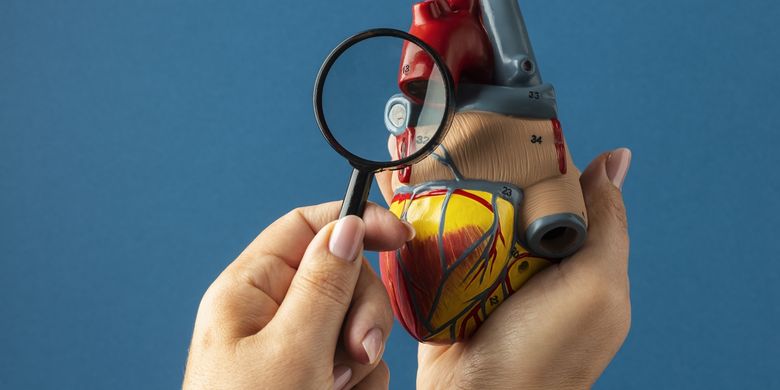 Kenali Fungsi Jantung pada Tubuh Manusia dan Cara Menjaga Kesehatan ...