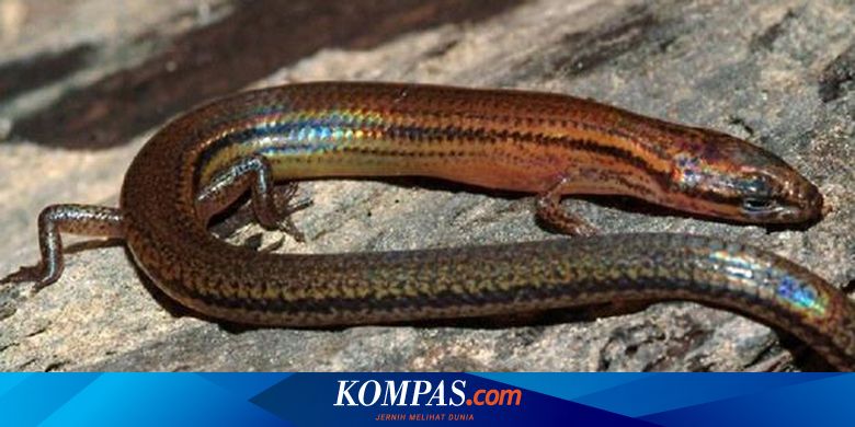 Spesies Baru, Kadal Pelangi Berkaki Pendek