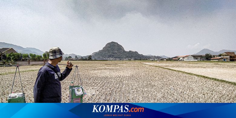 Dampak El Nino, 949 Hektar Sawah di Banten Mengalami Kekeringan