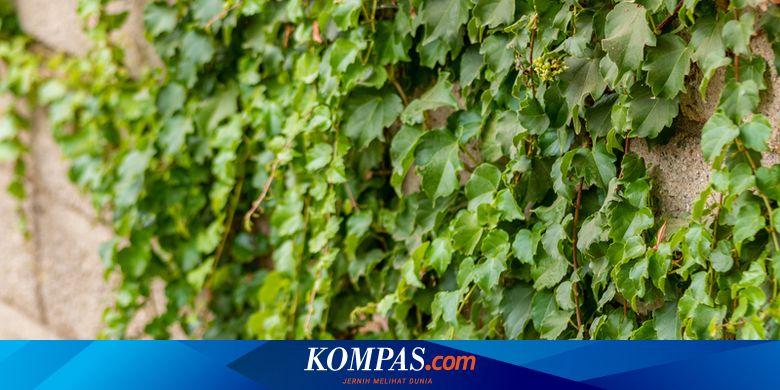 Apakah Tanaman yang Merambat ke Dinding Bisa Merusak Rumah?