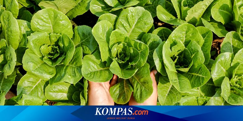 5 Cara Menanam Selada dari Sisa Batang, Tanpa Tanah, Panen dalam 12 Hari
