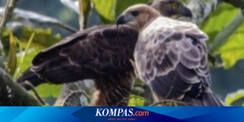 Populasi Elang Jawa di Bromo Tengger Semeru Meningkat Jadi 27 Ekor