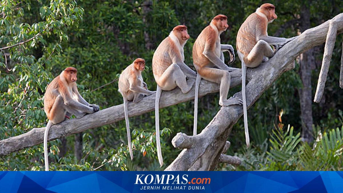 Mengapa Hewan Memiliki Ekor? Berikut Penjelasannya