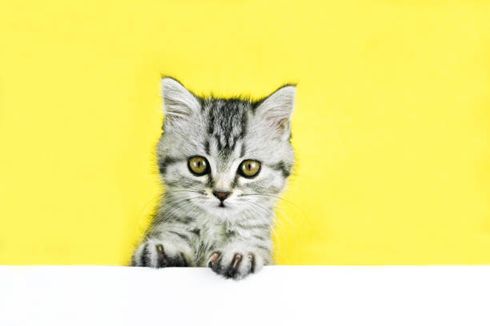 Berita Harian Ciri-ciri-kucing-tabi Terbaru Hari Ini - Kompas.com