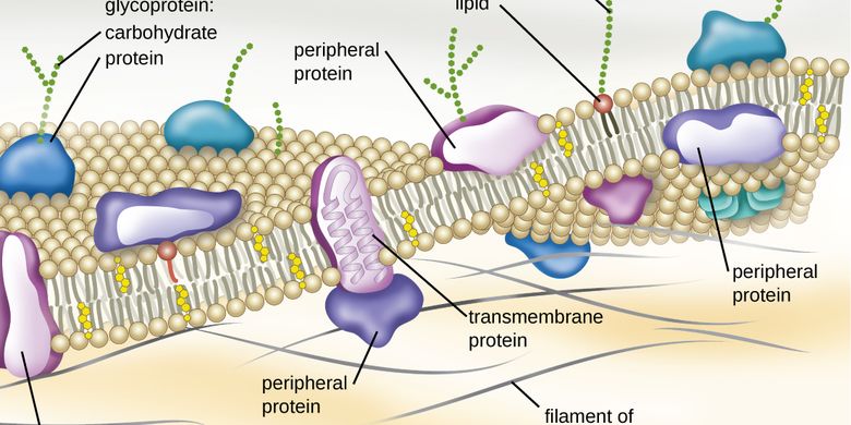 Membran Plasma: Pengertian, Sifat, dan Strukturnya