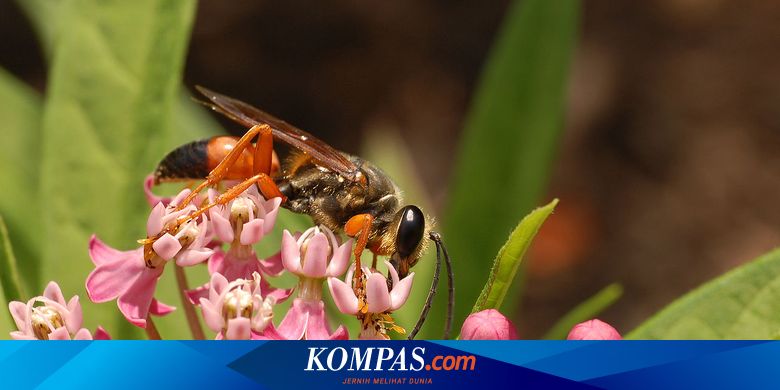 Struktur Tubuh Serangga
