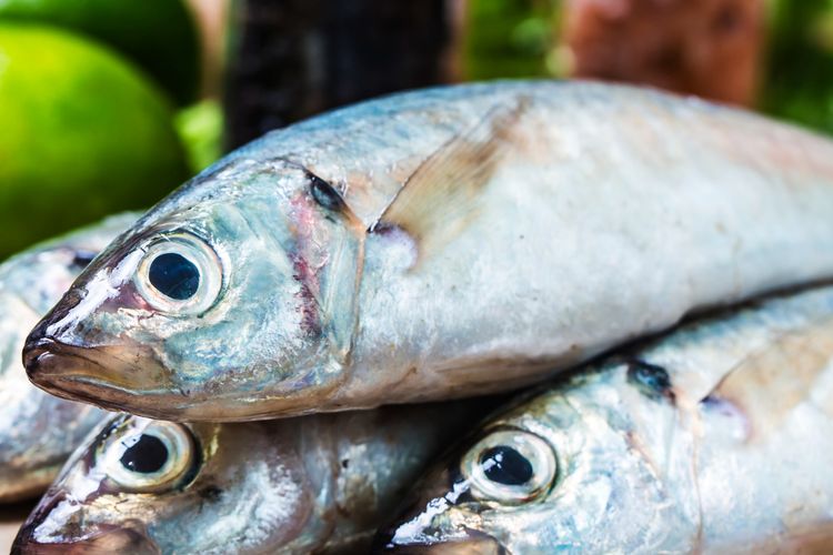 Cara Membekukan dan Mencairkan Ikan Segar