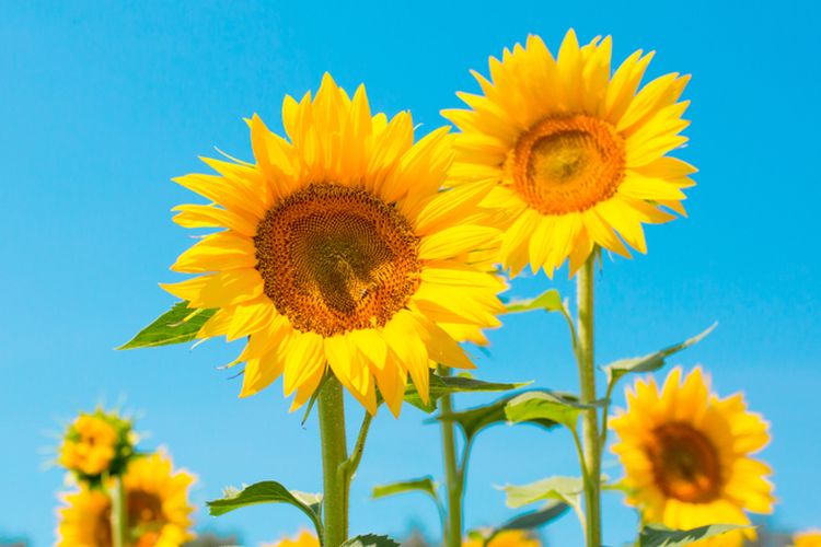 Simbol dan Makna Bunga Matahari, Umur Panjang hingga Kemakmuran