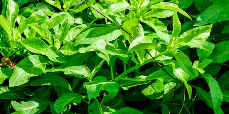 Mengenal Tanaman Daun Dewa, Tanaman Herbal yang Kaya Manfaat