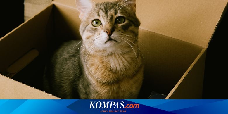 Orang Mesir Kuno Cukur Alis Saat Kucing Peliharaan Mati