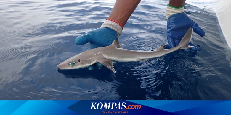 Spesies Hiu Baru Ditemukan, Wujudnya Mirip Karakter Anime