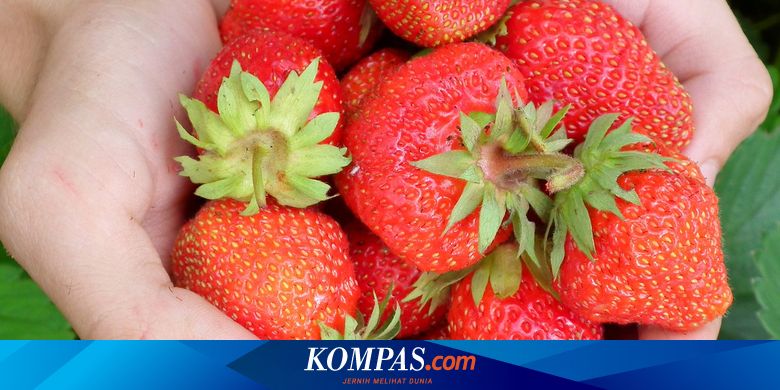 9 Tips Mudah Menanam Stroberi Sendiri di Rumah