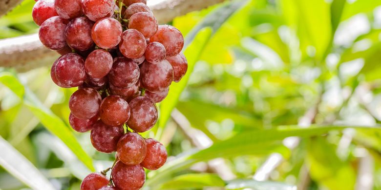 Simak, Cara Panen dan Pasca-panen Anggur untuk Menjaga Kualitasnya