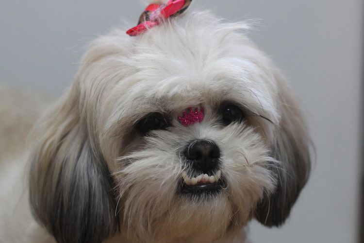 7 Ras Anjing yang Suka Bermalas-malasan, Ada Shih Tzu dan Chihuahua